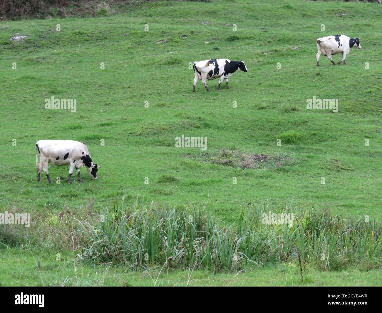 beautiful cows meadows pasture animals herbivorous farm Stock Photo - Alamy