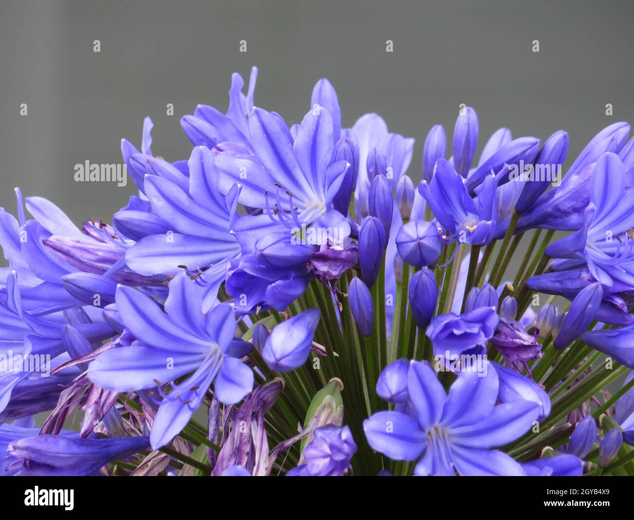 beautiful natural aromatic blue flowers different rare Stock Photo - Alamy