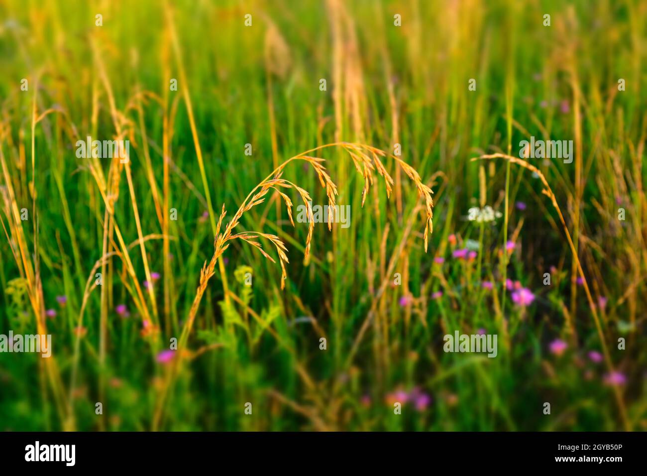 Selective focus: summer meadow, top view. Natural grass field ...
