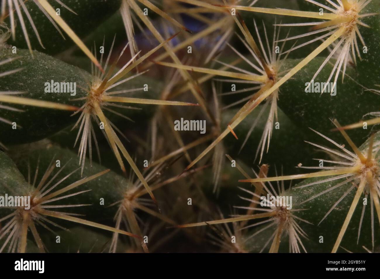 beautiful cactus with skewered spines to fend off predators self ...