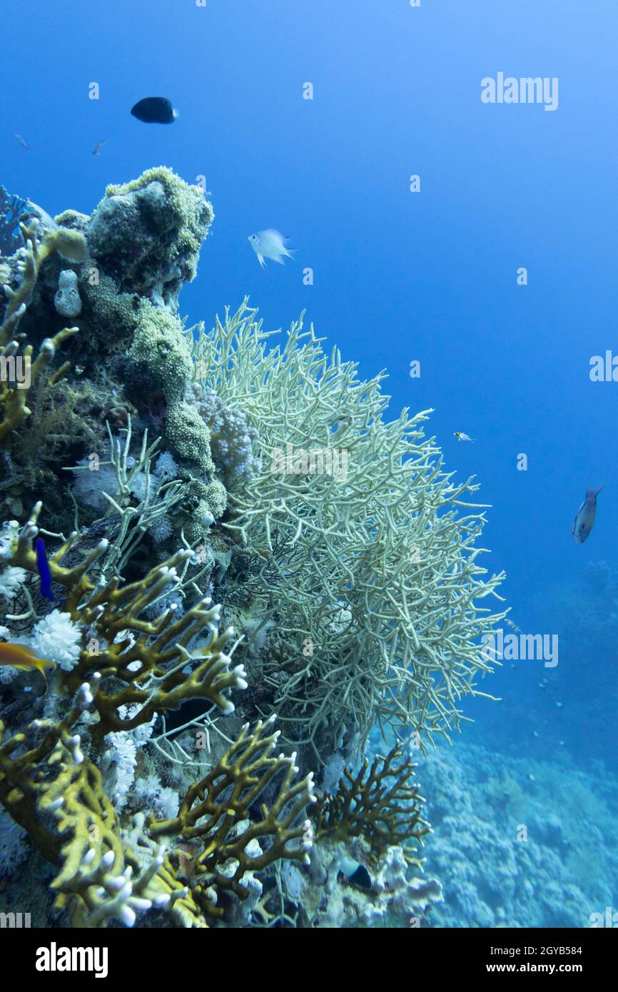 Colorful coral reef at the bottom of tropical sea at great depth ...