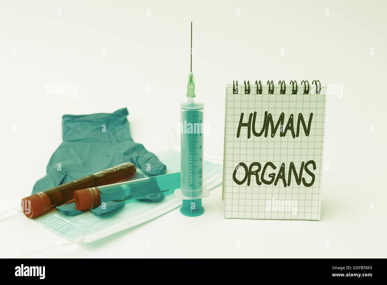 Human internal organs hi-res stock photography and images - Alamy