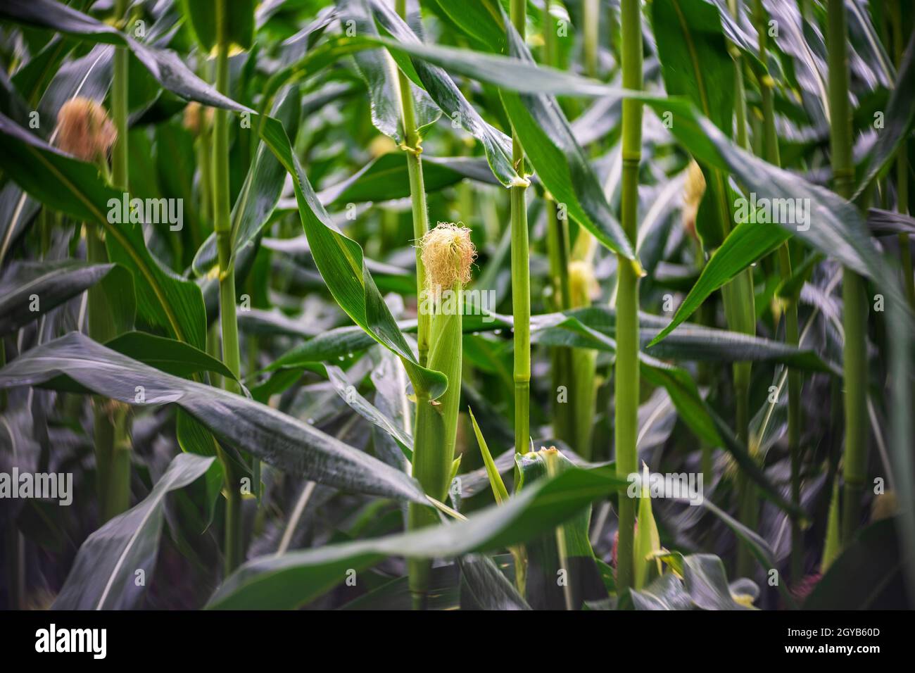 Female inflorescence, with young silk Stock Photo - Alamy