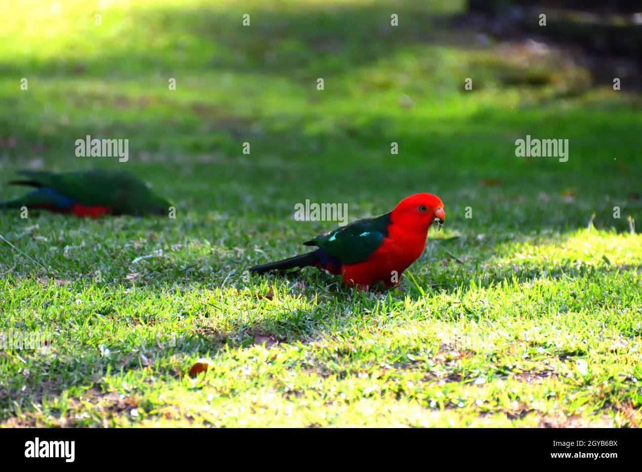 Green winged king parrot hi-res stock photography and images - Alamy