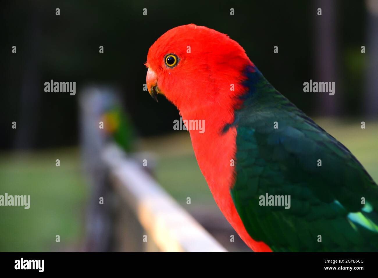 Green winged king parrot hi-res stock photography and images - Alamy
