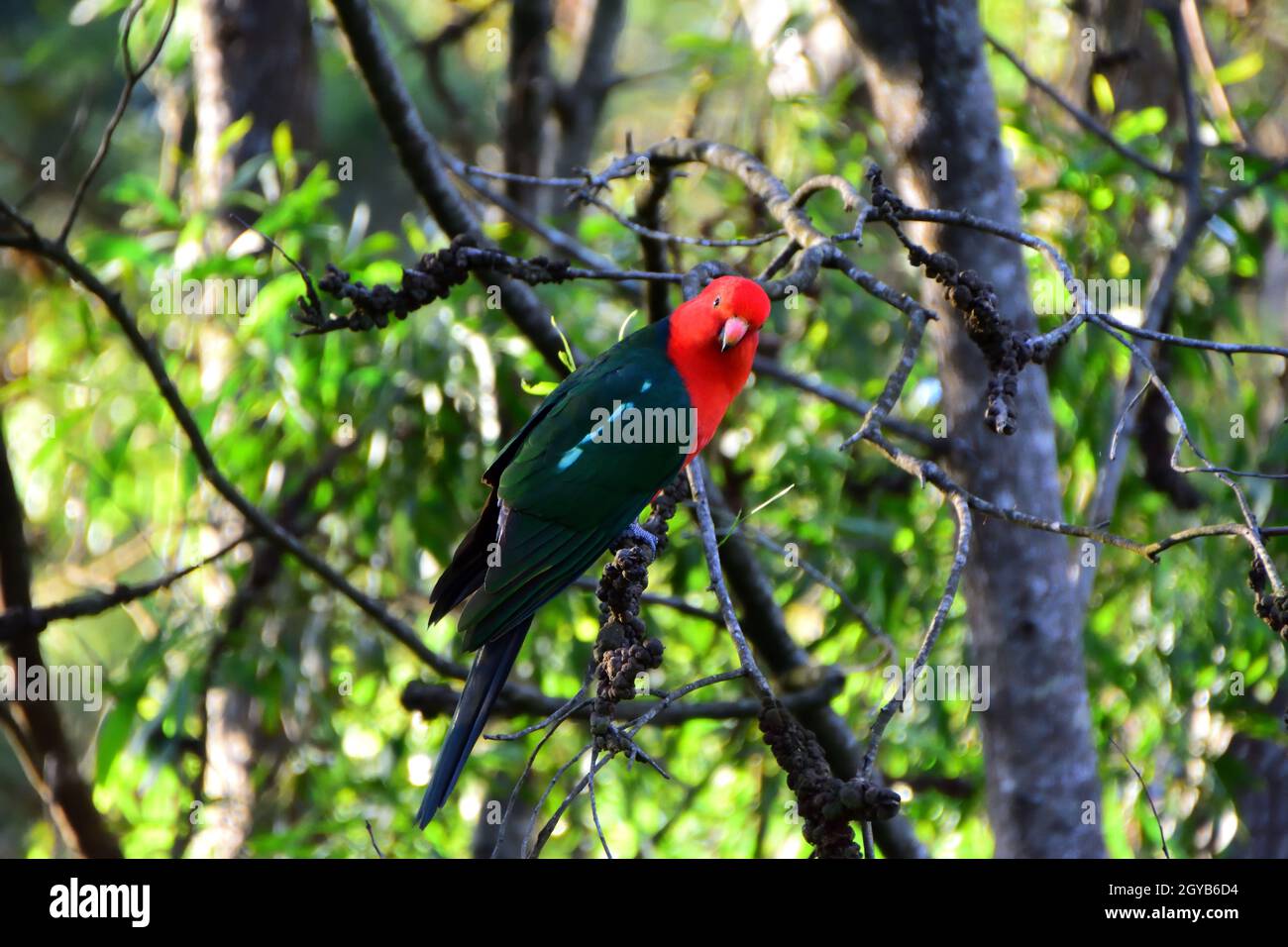 Parrot in the tree hi-res stock photography and images - Alamy