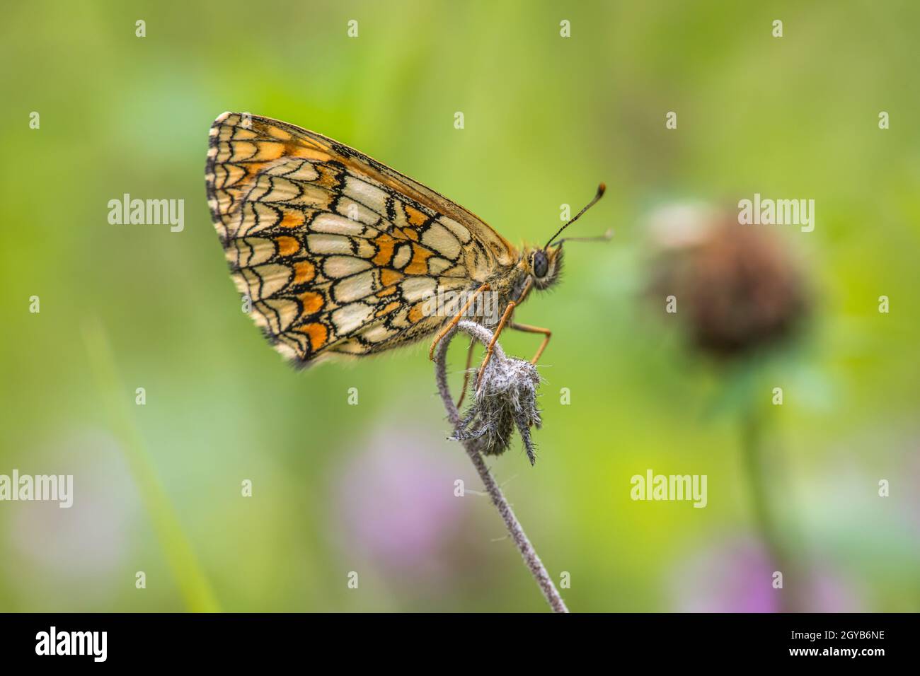 A Heath fritillary is sitting on flower Stock Photo - Alamy