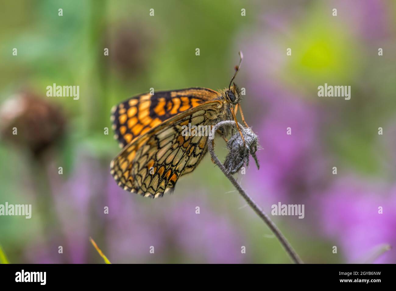 Marsh fritillary at rest hi-res stock photography and images - Alamy