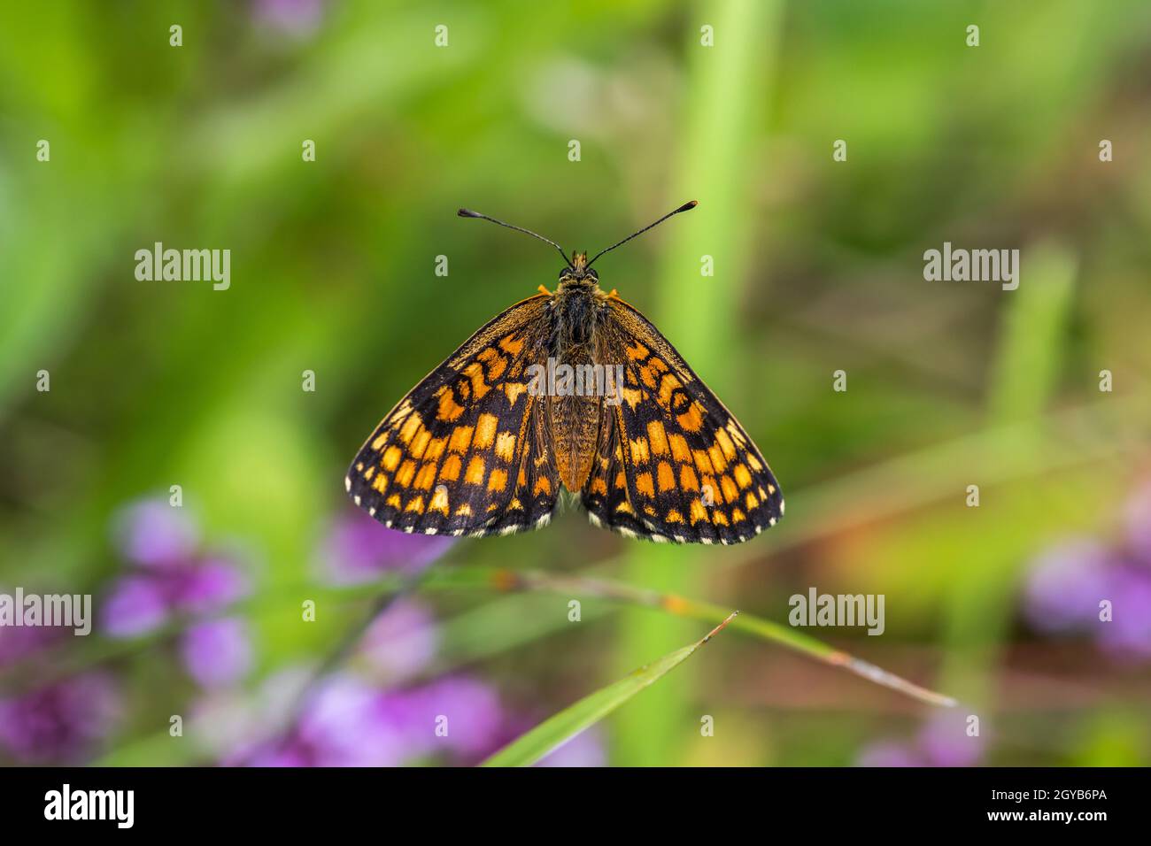 Marsh fritillary at rest hi-res stock photography and images - Alamy