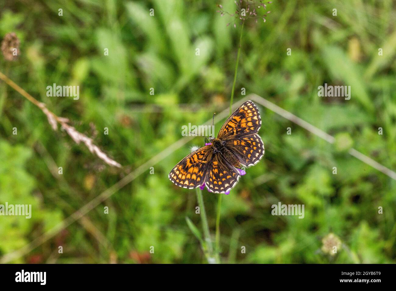 Marsh fritillary at rest hi-res stock photography and images - Alamy