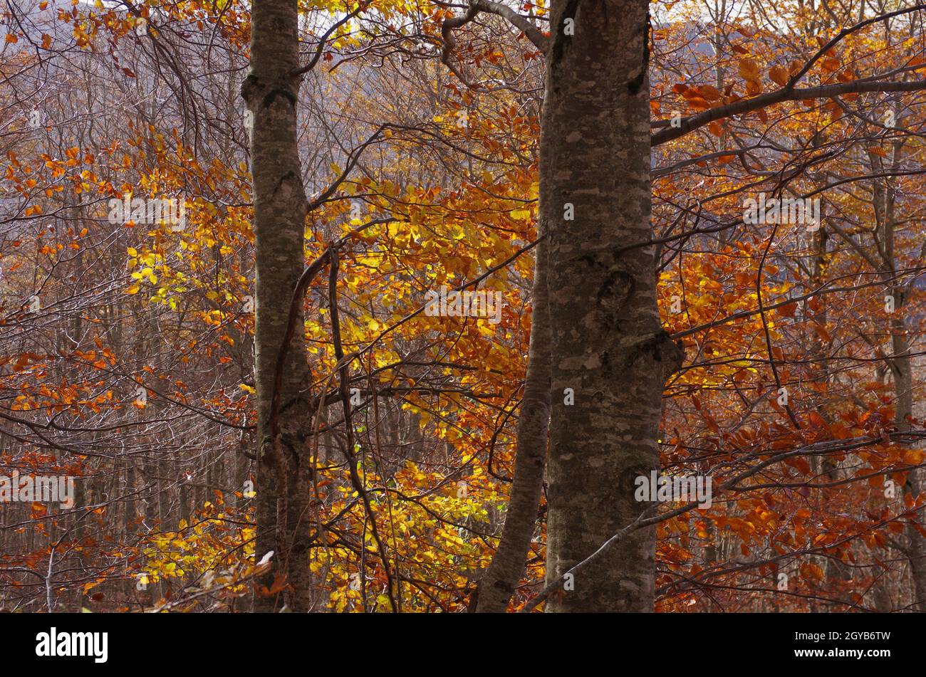 Autumn colors in the forests of Abruzzo Italy Stock Photo - Alamy