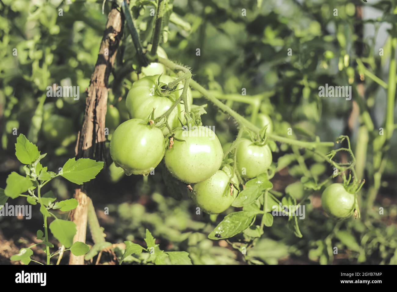 Growing the tomatoes. Unripe tomatoes in the vegetable garden Stock ...