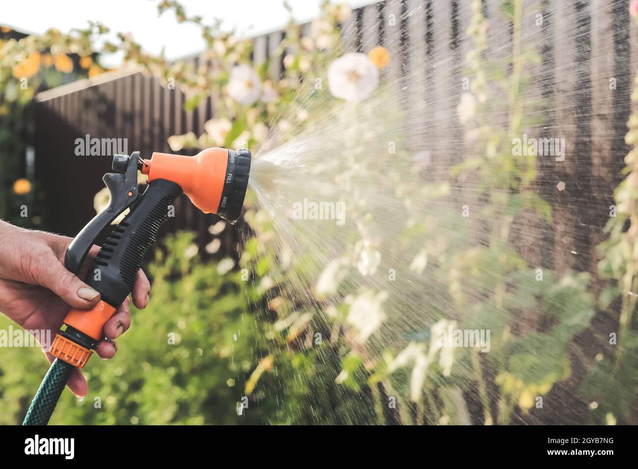 garden hose and spray gun on hand to water the green field Stock Photo ...
