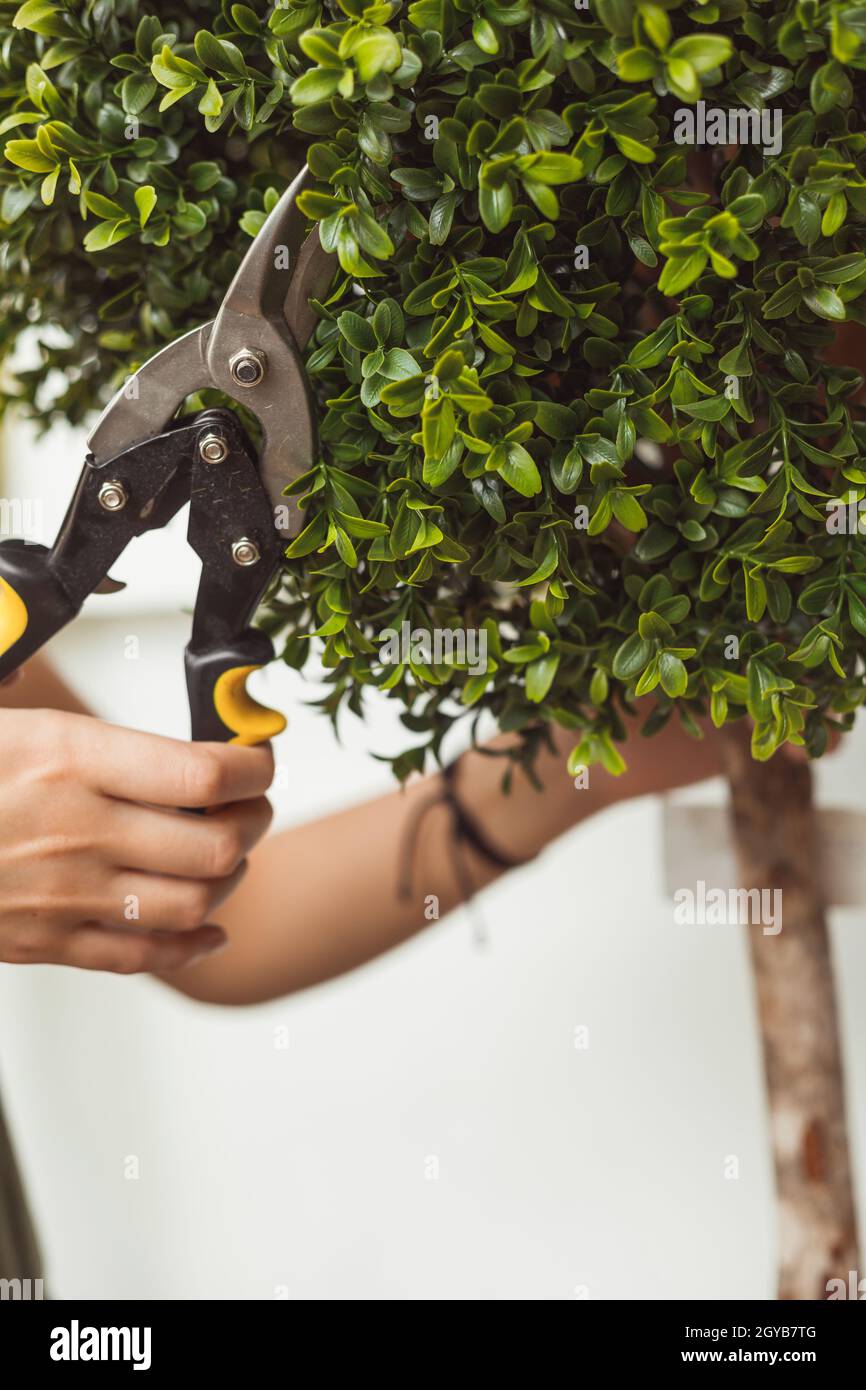 Manual clippers hi-res stock photography and images - Alamy