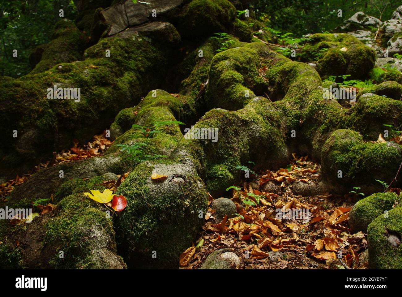 Undergrowth in autumn with flowers, colorful leaves and moss on the ...