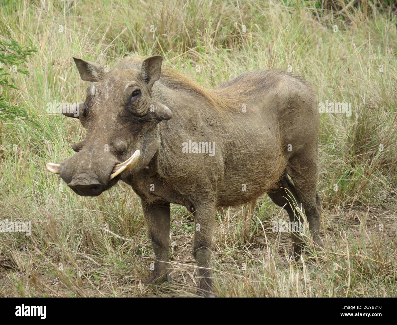 Horns covered by skin hi-res stock photography and images - Alamy