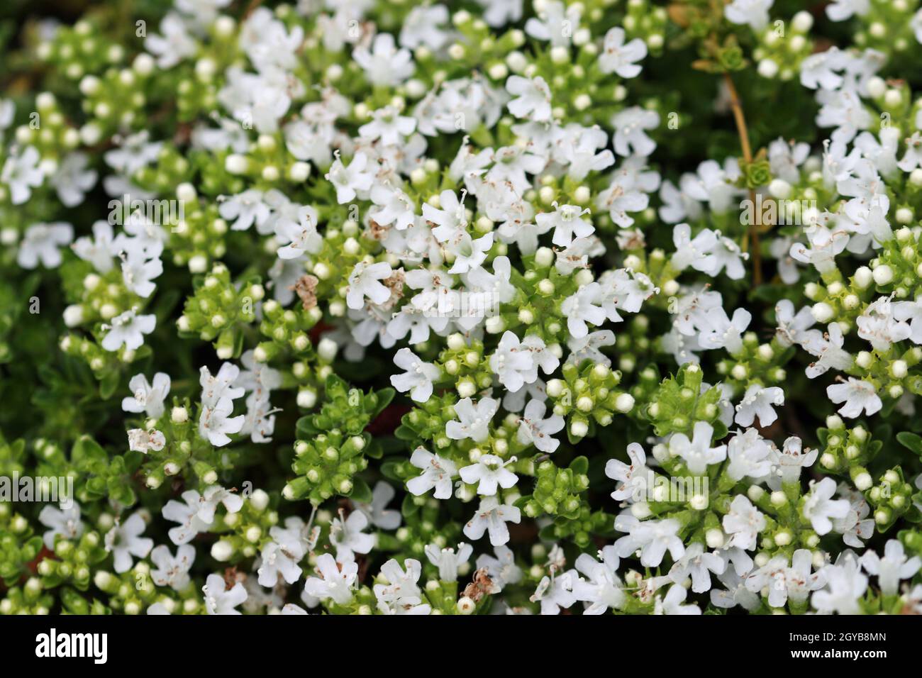 White flowered creeping thyme, Thymus serpyllum variety albus, flowers ...