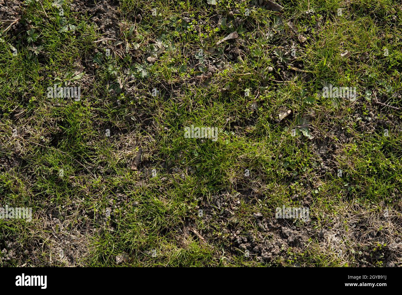The first spring grass is breaking through Stock Photo - Alamy