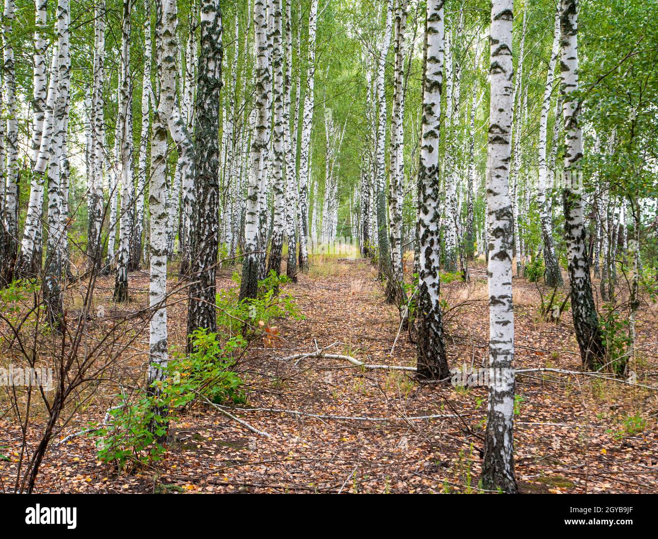 A row of white birch trees in a grove. Landscape photo. Admire the view ...