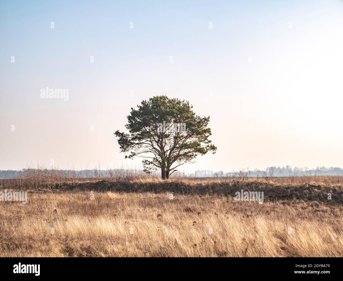 Lonely standing pine tree in the field. Agriculture. Natural landscape ...