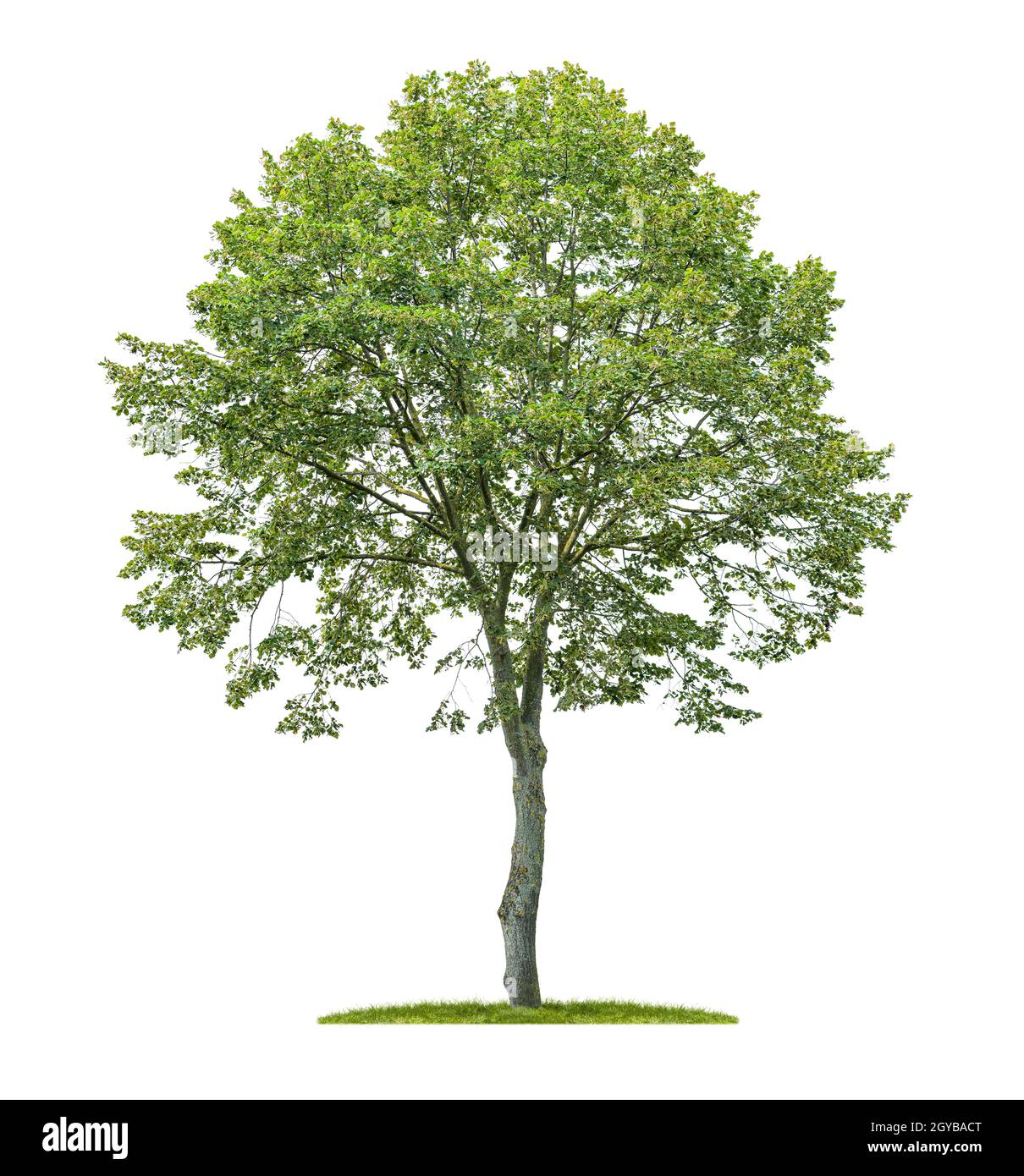 Isolated lime tree on a white background Stock Photo - Alamy