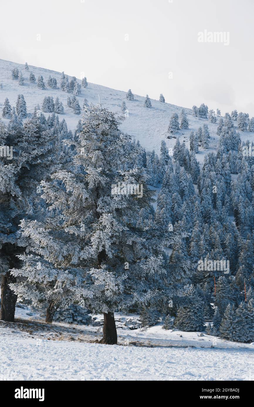 Huge Pine Trees With Snow