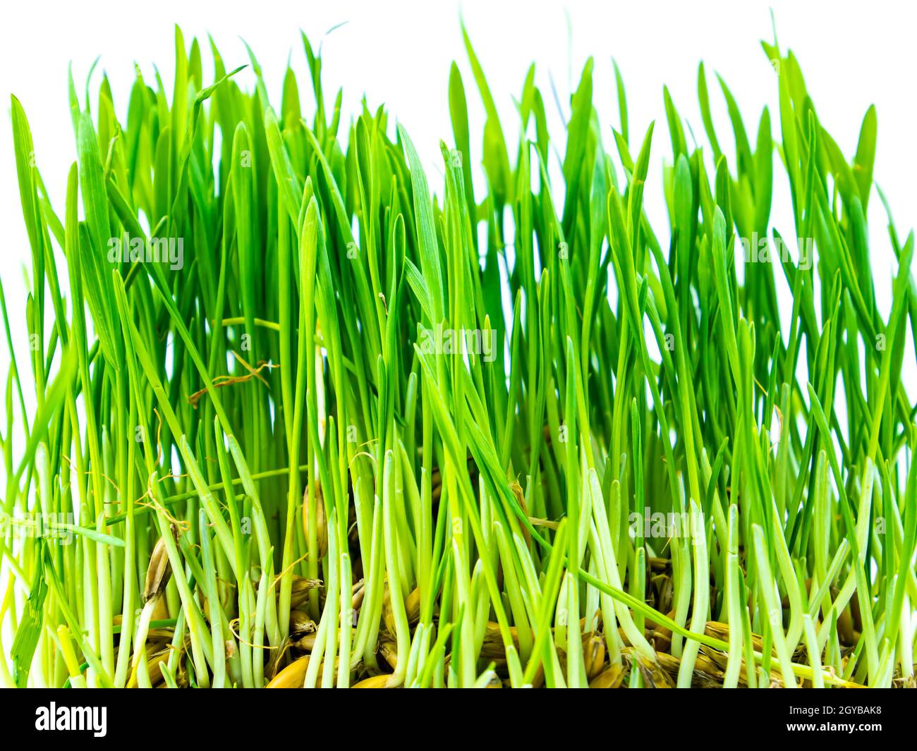 Spring green shoots of winter crops on a white background. Earth Day ...