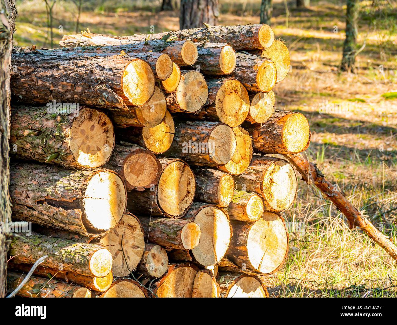 Pine tree logs piled in a pile in the forest when felled. I dig it ...