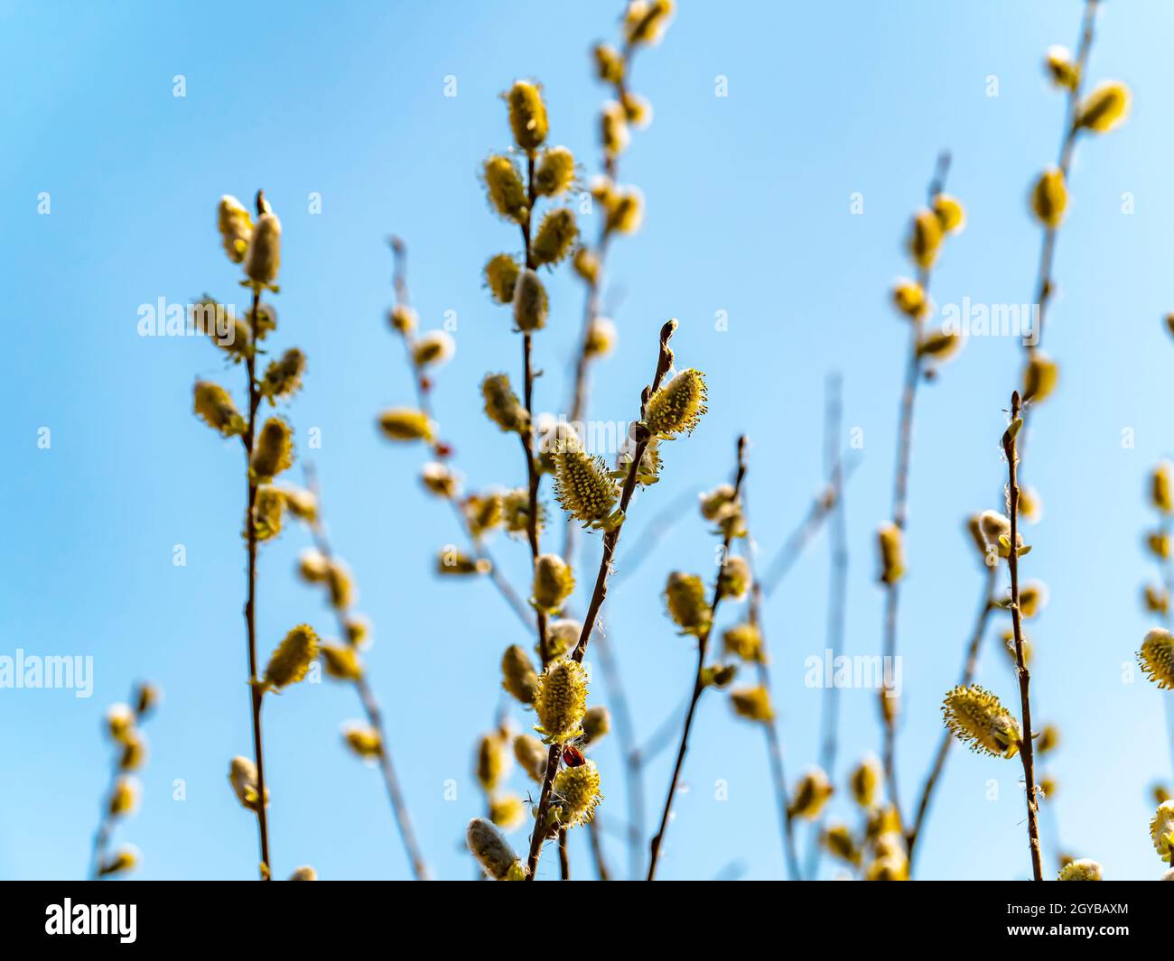 Spring flowering Easter willow tree against a blue sky. Easter ...