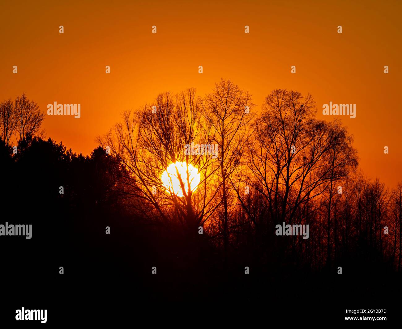 Tree branches against the backdrop of a sunny sunset on the horizon ...