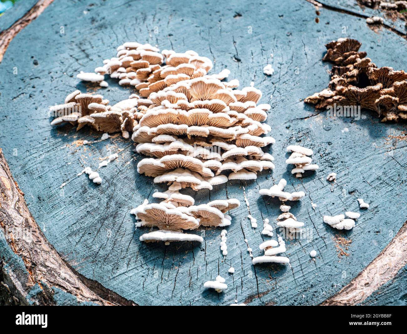 Mushroom growths on a stump of a sawn tree. Nature. Background image ...