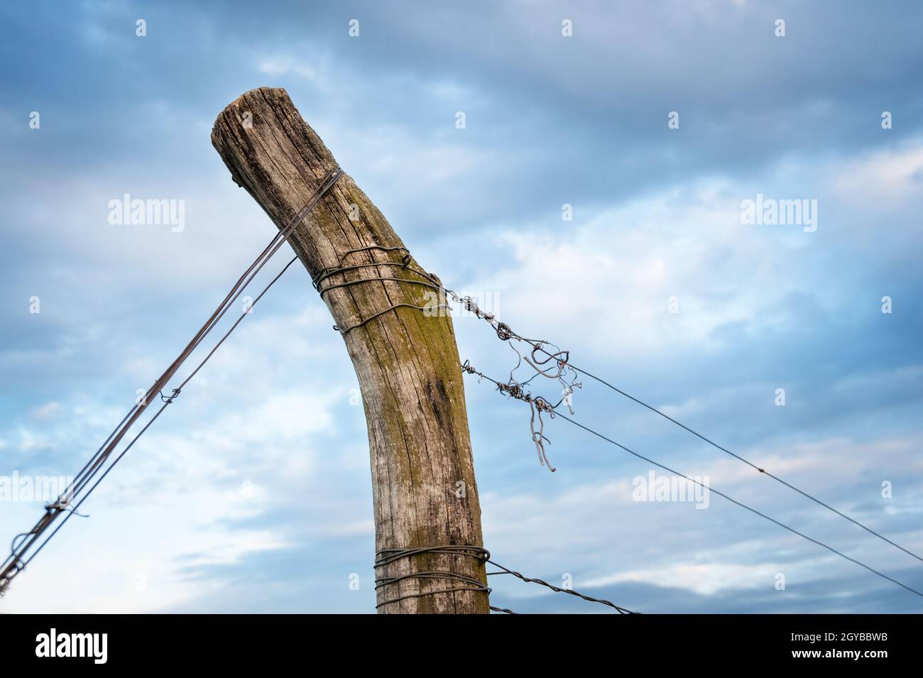 Grape vine pole hi-res stock photography and images - Alamy