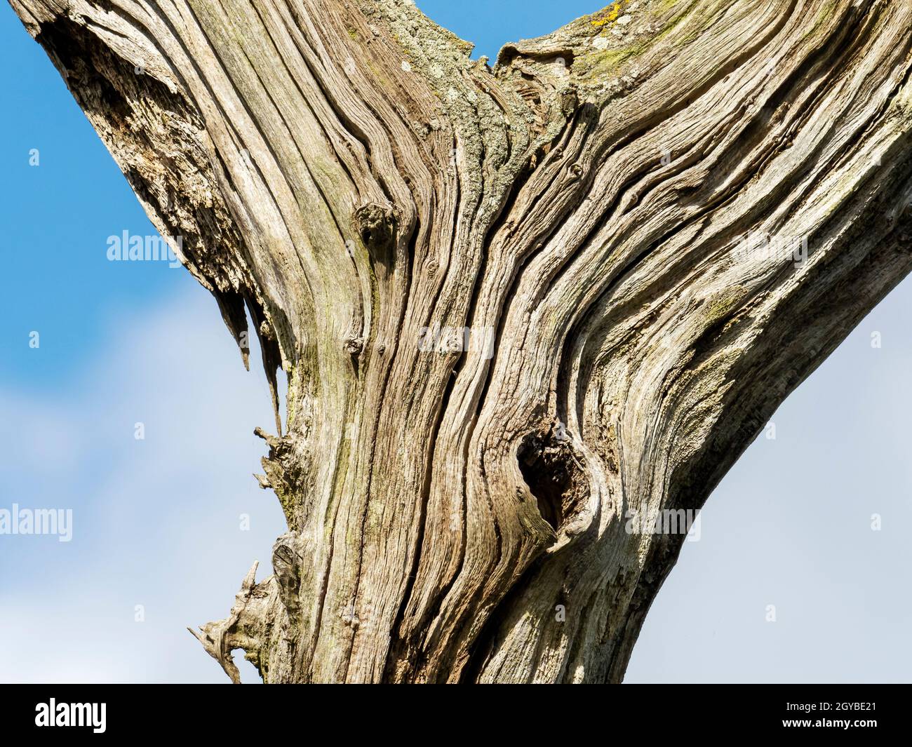 An old dead tree at Titchwell RSPB reserve, Norfolk, UK Stock Photo - Alamy