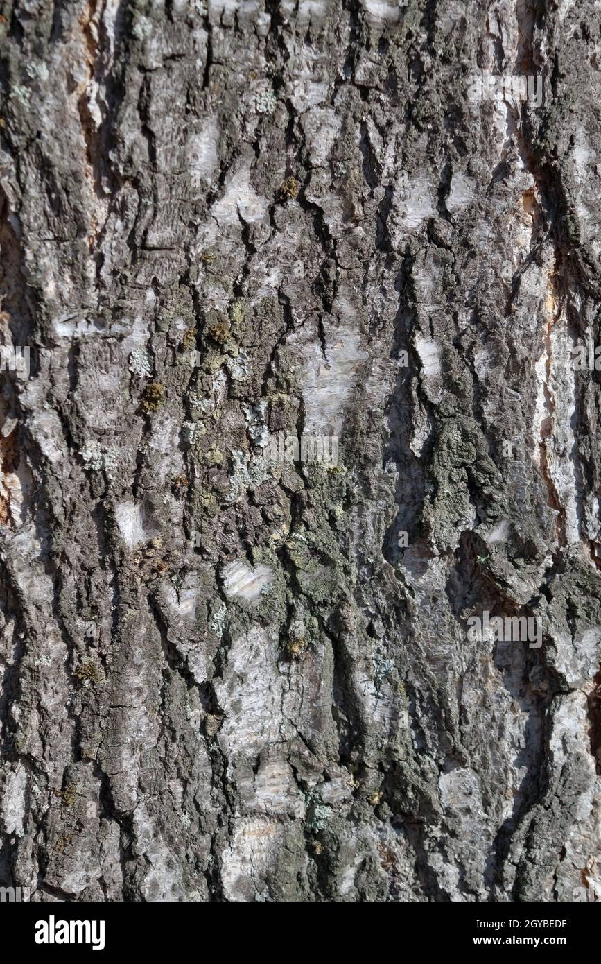 Natural structure of the bark of a pine tree. Highly detailed tree bark ...