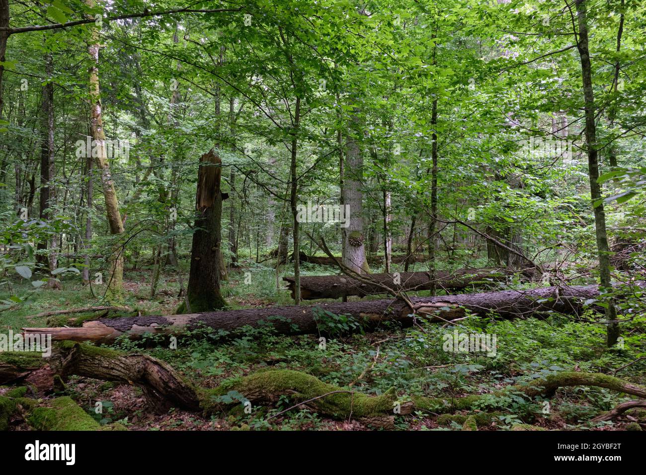 Partly dead tree hi-res stock photography and images - Alamy