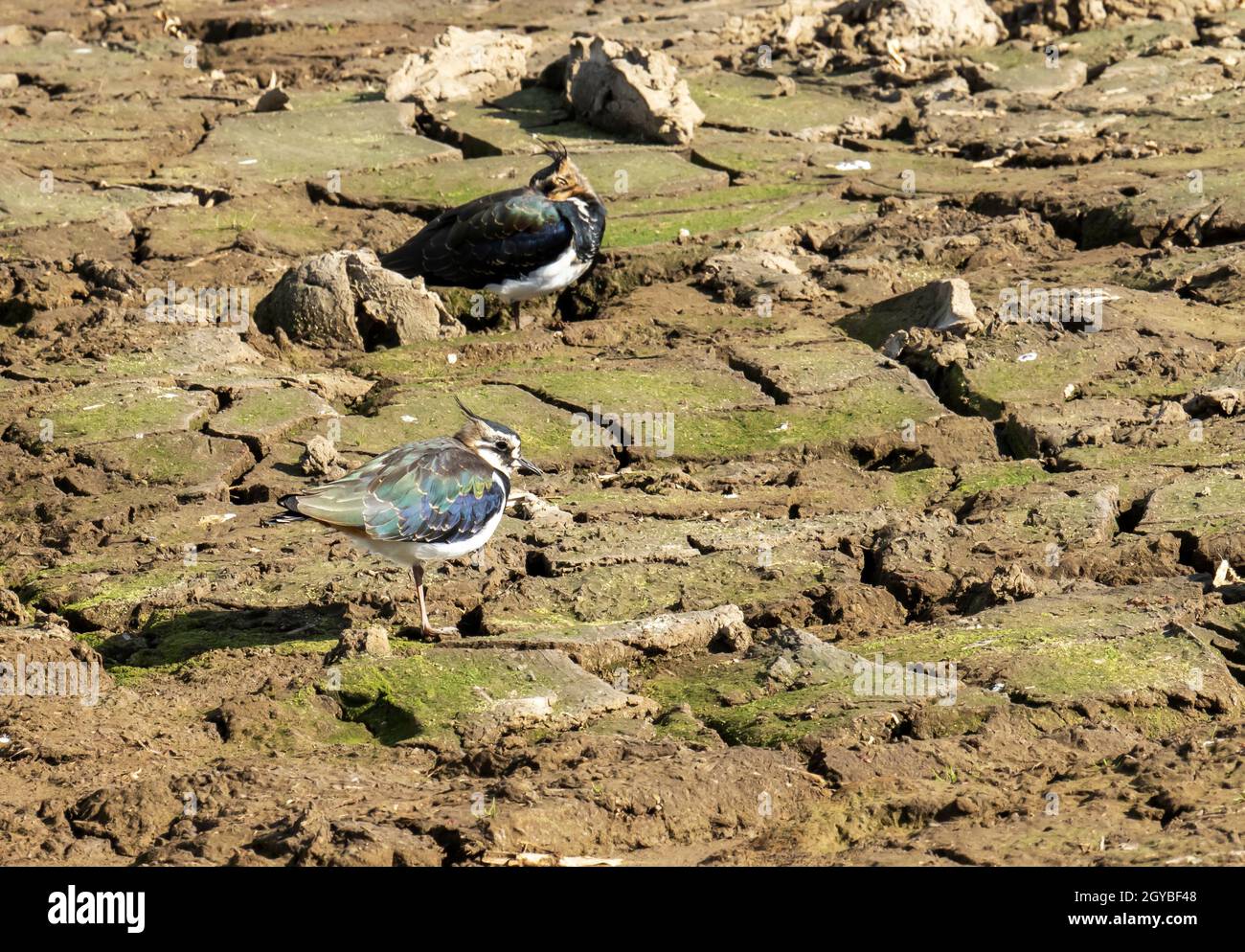 Lapwing at Titchwell RSPB reserve, Norfolk, UK Stock Photo - Alamy