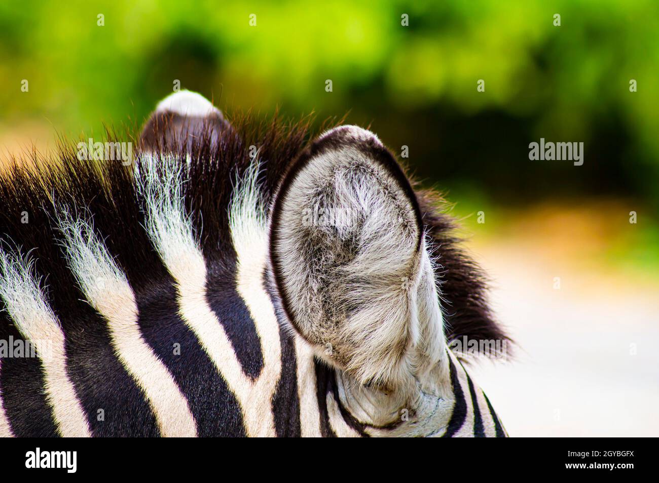 Zebra head ears up hi-res stock photography and images - Alamy