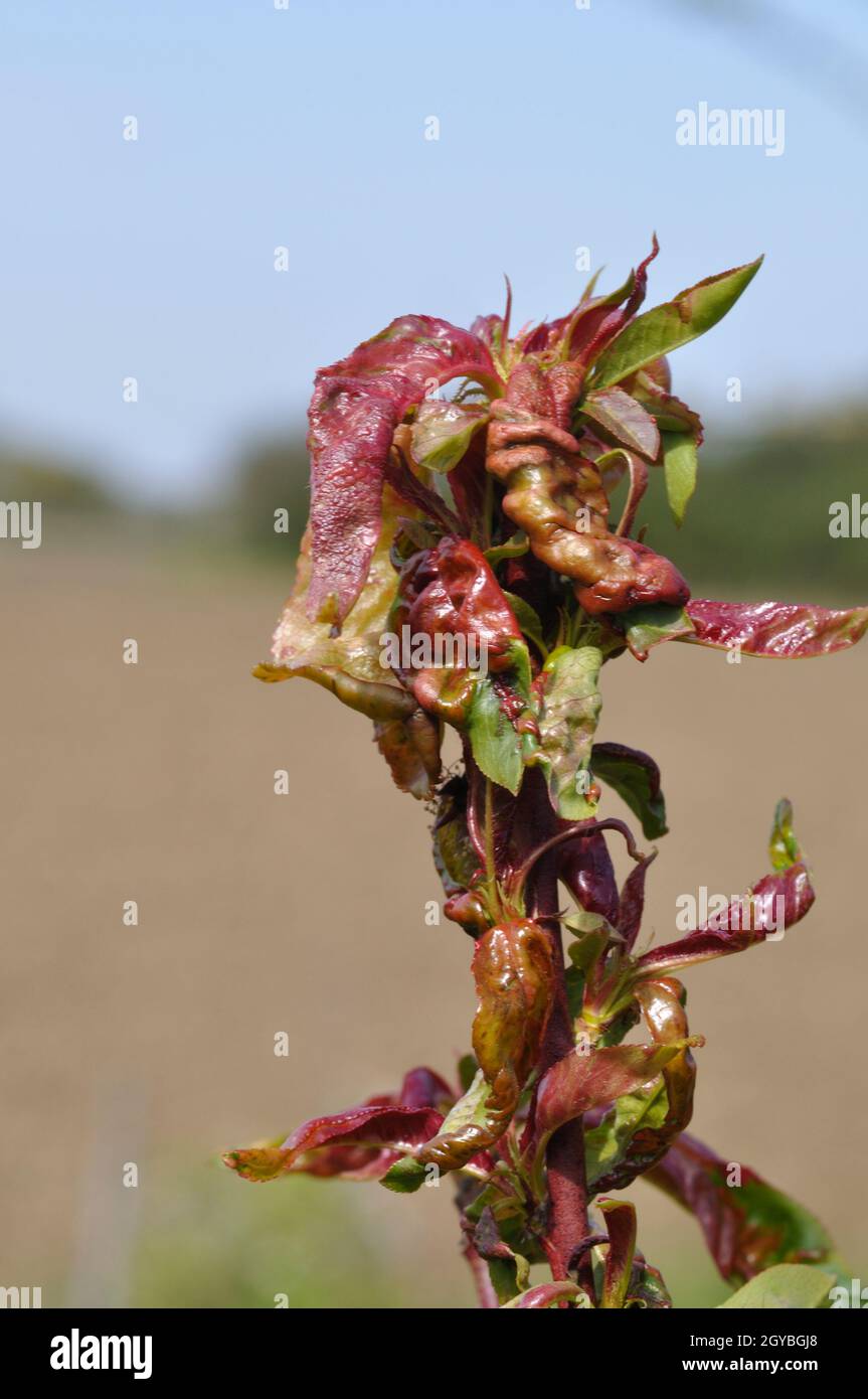 Nectarine tree hi-res stock photography and images - Alamy