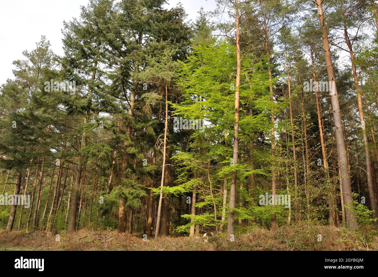 Communal forest of Saint-Pierre-Lès-Elbeuf Stock Photo - Alamy