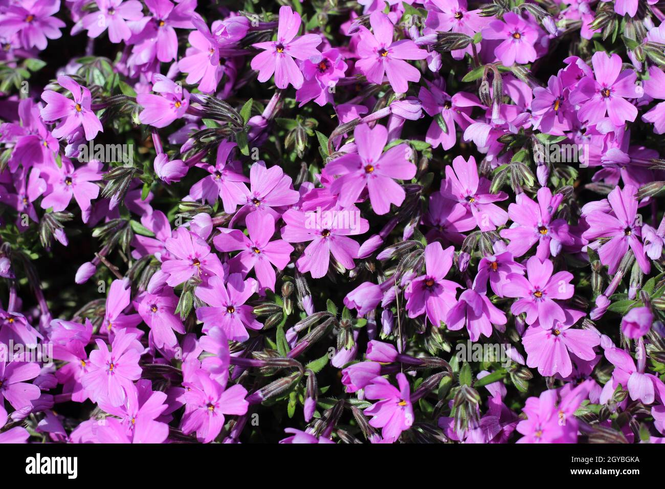 Lovely Purple Verbeba Flowers in a small garden. Verbena purple petals ...