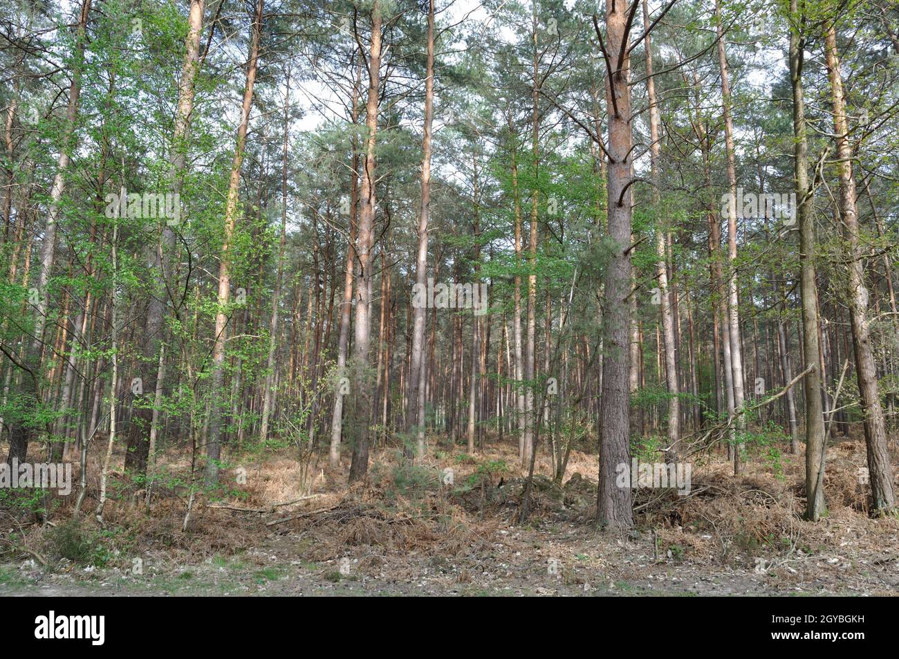 Communal forest of Saint-Pierre-Lès-Elbeuf Stock Photo - Alamy