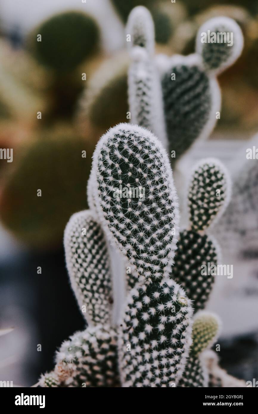 White glochids hi-res stock photography and images - Alamy