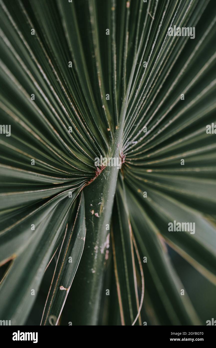 Closeup of a cabbage palm with green leaves Stock Photo - Alamy
