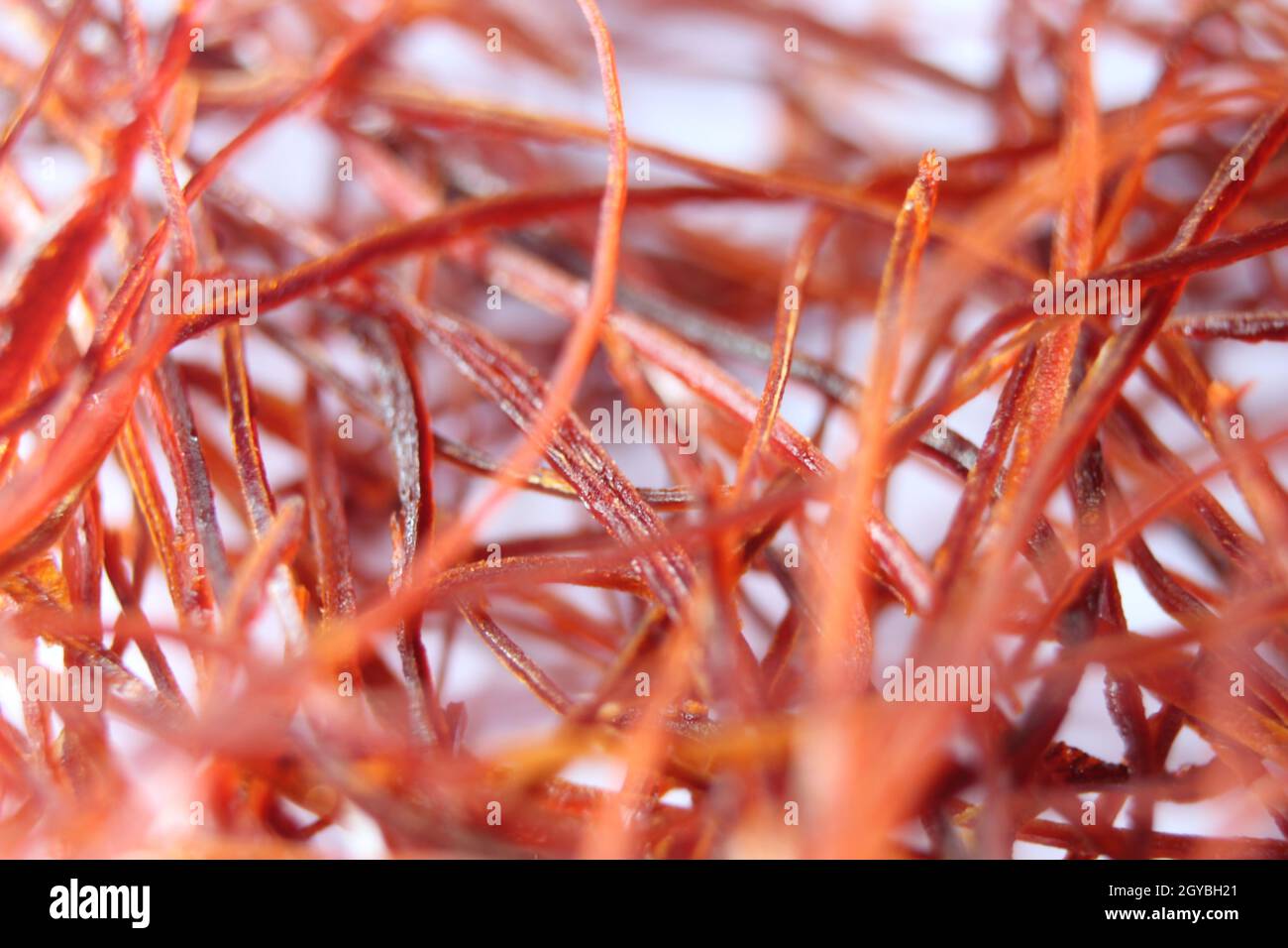 Macro photograph view of saffron with selective focus. Crocus sativus ...