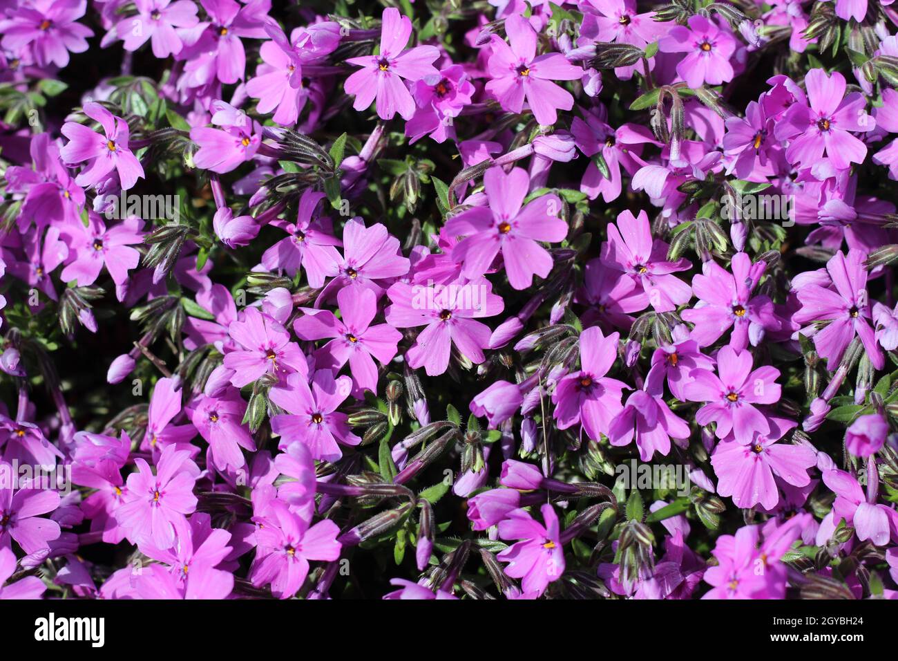 Lovely Purple Verbeba Flowers in a small garden. Verbena purple petals ...