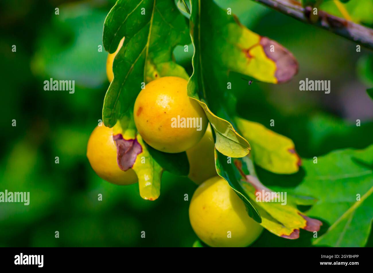 Round yellow growths on the leaves of an oak tree. Natural background ...