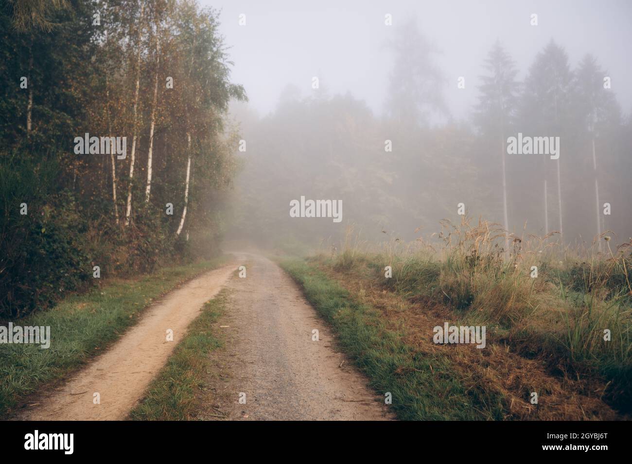 Forest path in the fog Stock Photo - Alamy