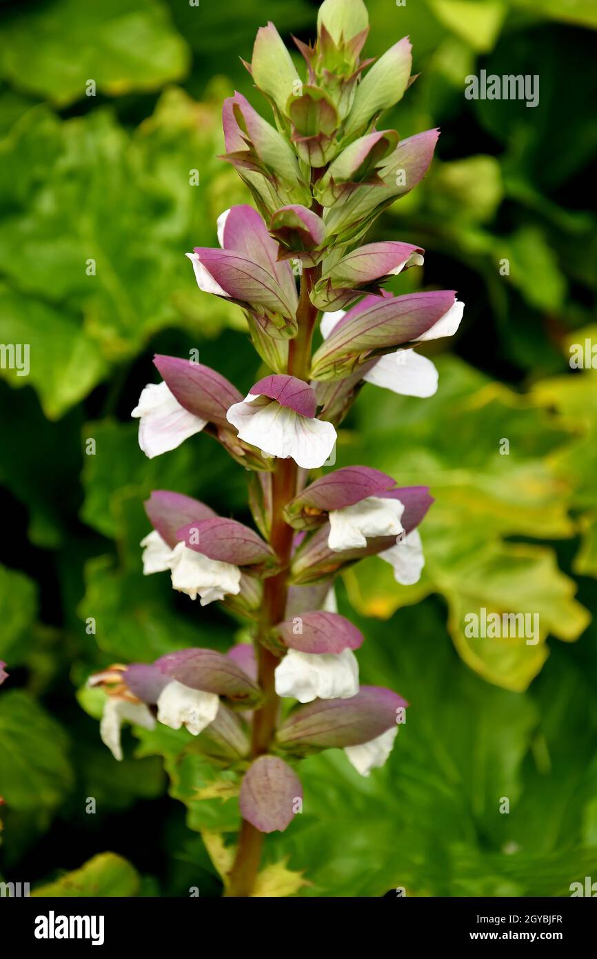 Acanthus, medicinal plant with flower Stock Photo - Alamy