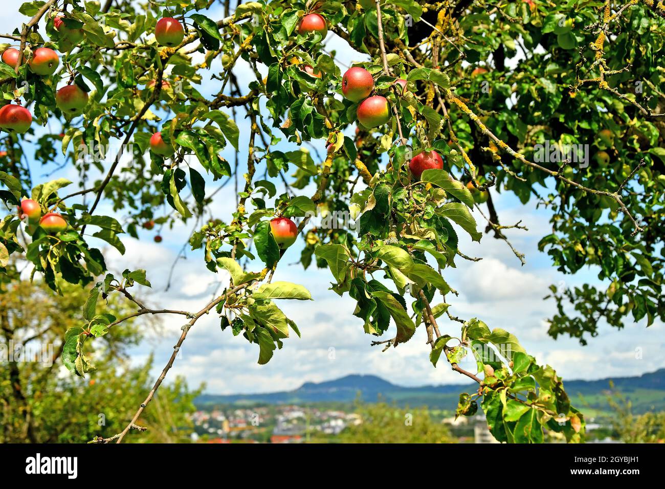 Apples emperor hi-res stock photography and images - Alamy