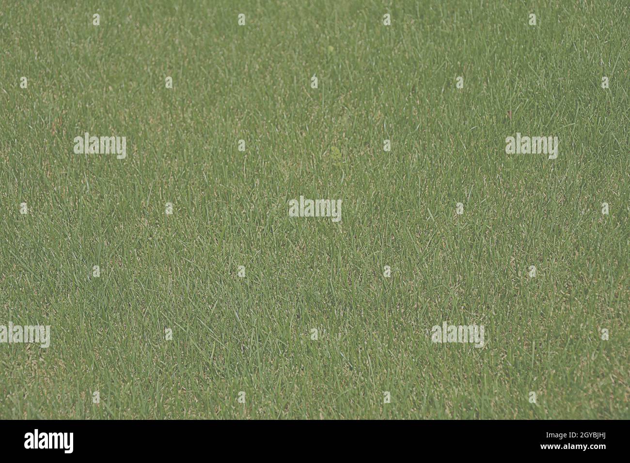 green background with soft grass texture Stock Photo - Alamy